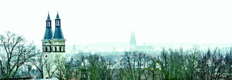Entgiftungs Gif Kresse* Für Sprossen Und Mikrogrün Sprossen